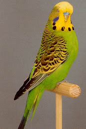 BIENVENIDOS: RECOMENDACIONES PARA EL CUIDADO DE LOS PERICOS AUSTRALIANOS